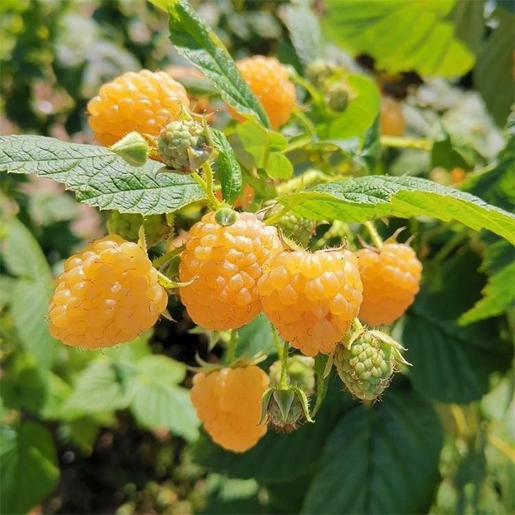 Yellow Raspberries Plants - dogargardenhub.com