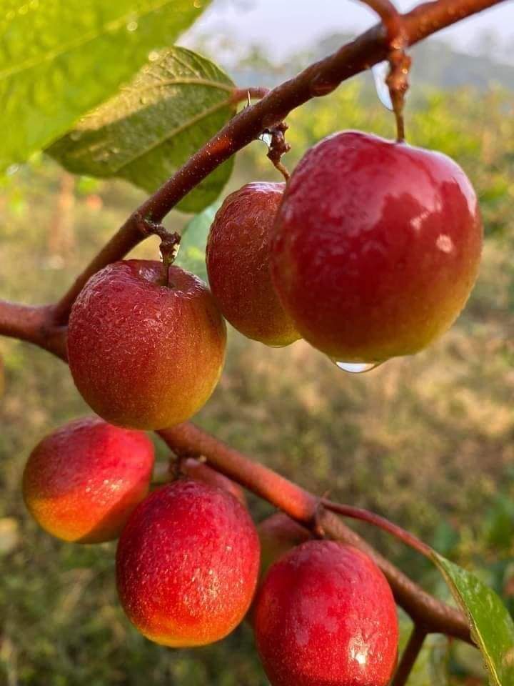 Apple Ber Plants (sidr tree fruit) - dogargardenhub.com