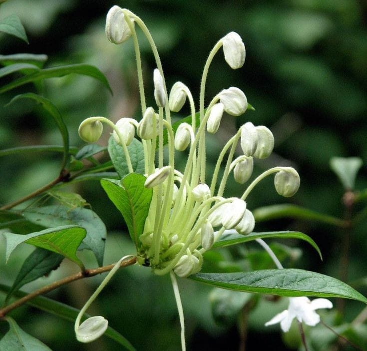Clerodendrum incisum / Musical Notes Plant - dogargardenhub.com
