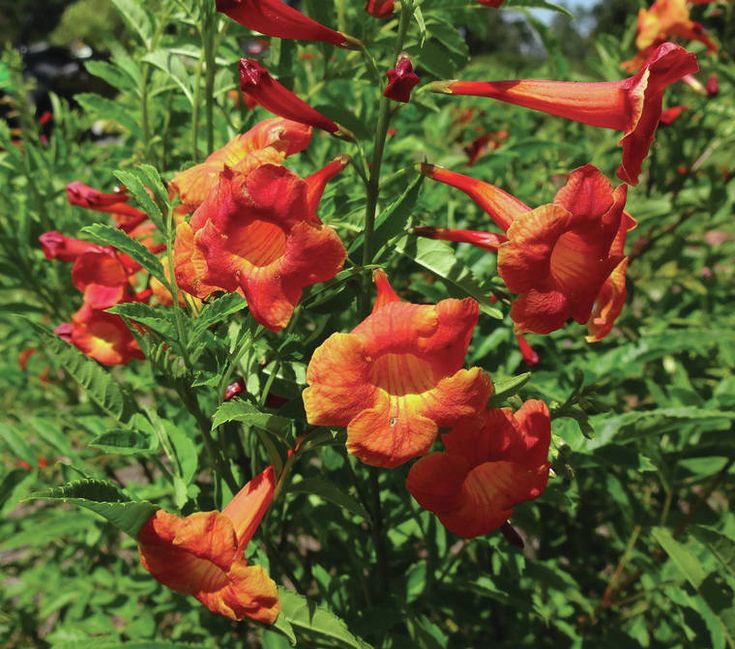 Tecoma Orange Dwarf Plants - dogargardenhub.com