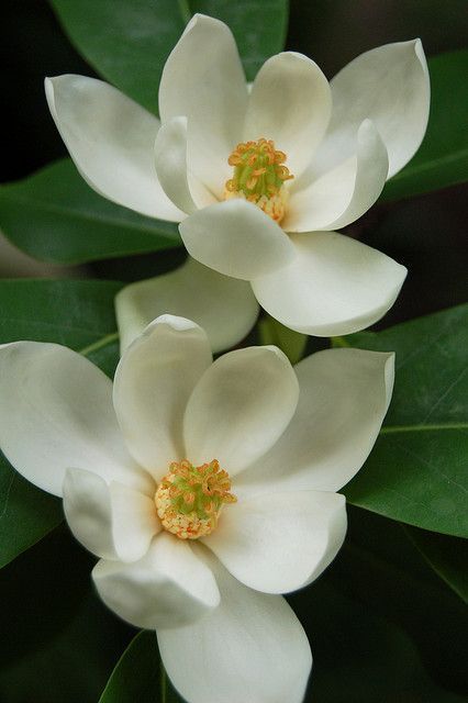 Coco Magnolia Tree - dogargardenhub.com