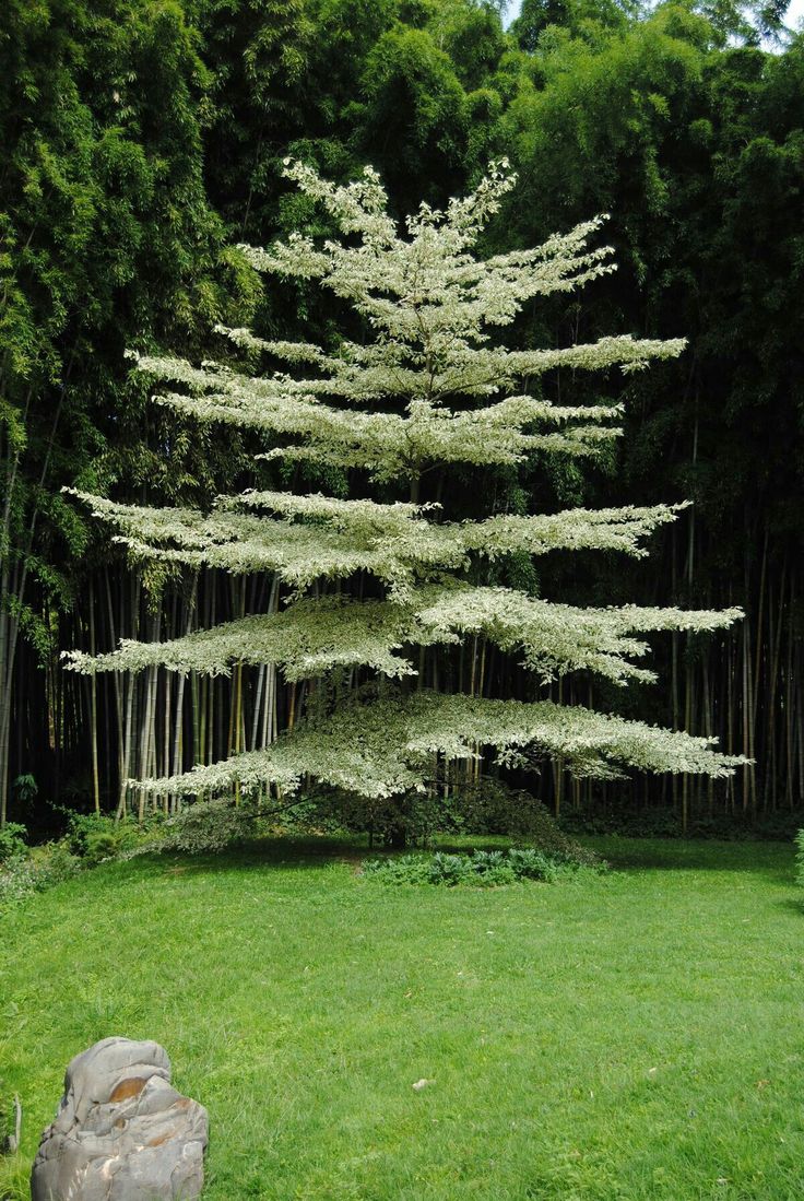 Variegated Terminalia Tree - dogargardenhub.com