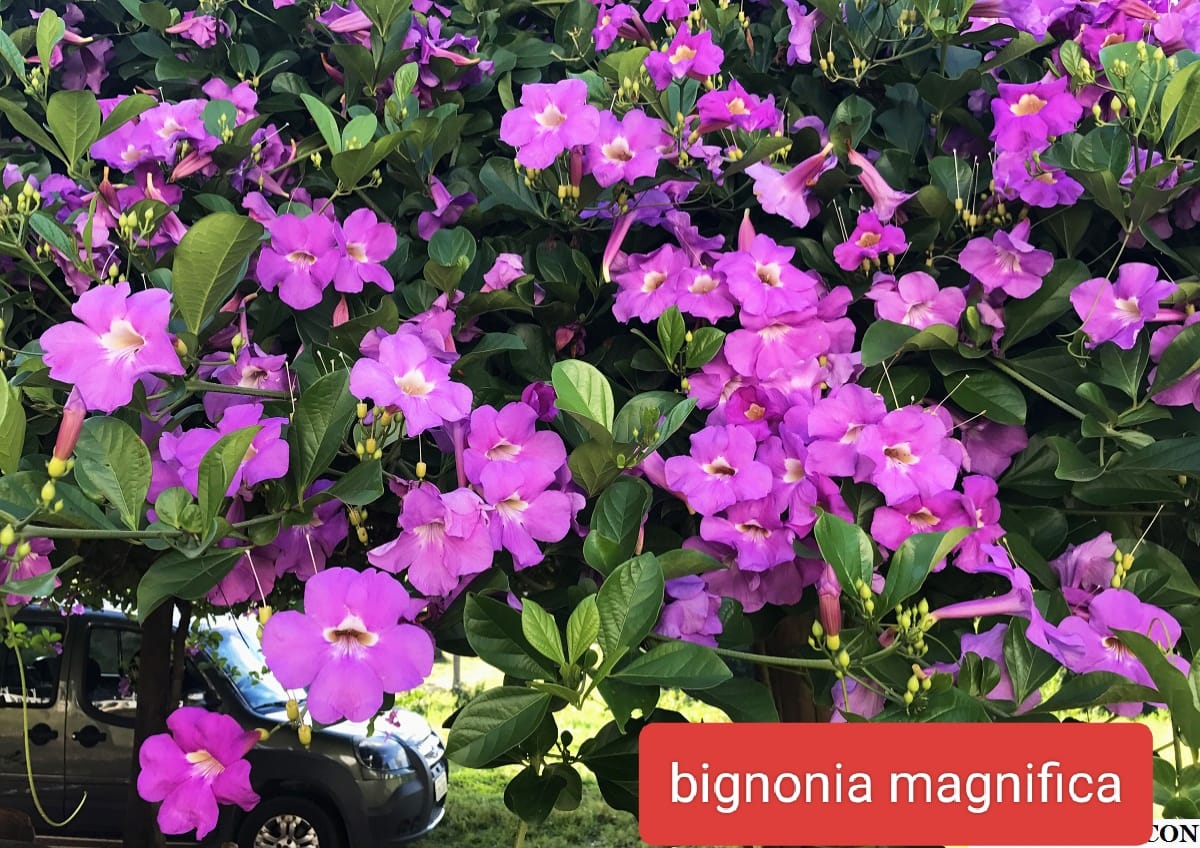 Bignonia magnifica is a species of flowering plant in the Bignoniaceae ...