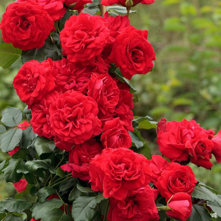 Crimson Glory Climbing Rose - dogargardenhub.com