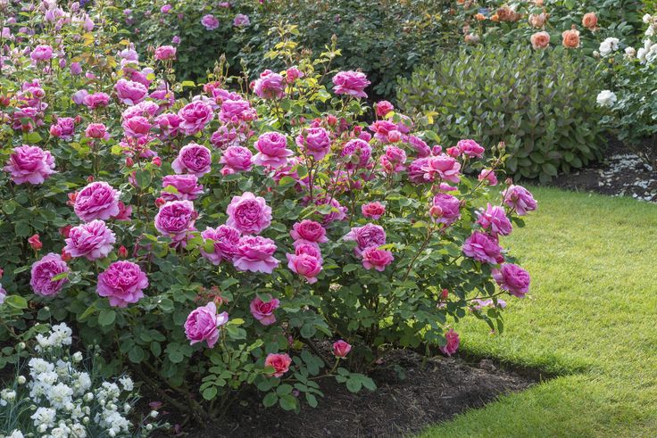 Princess Alexandra of Kent Rose - dogargardenhub.com