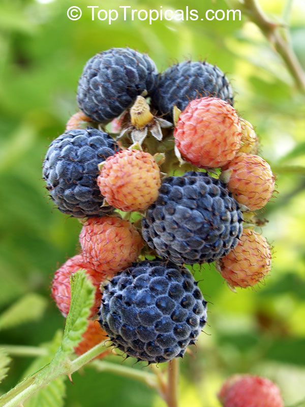 Mysore Raspberry Plants - dogargardenhub.com