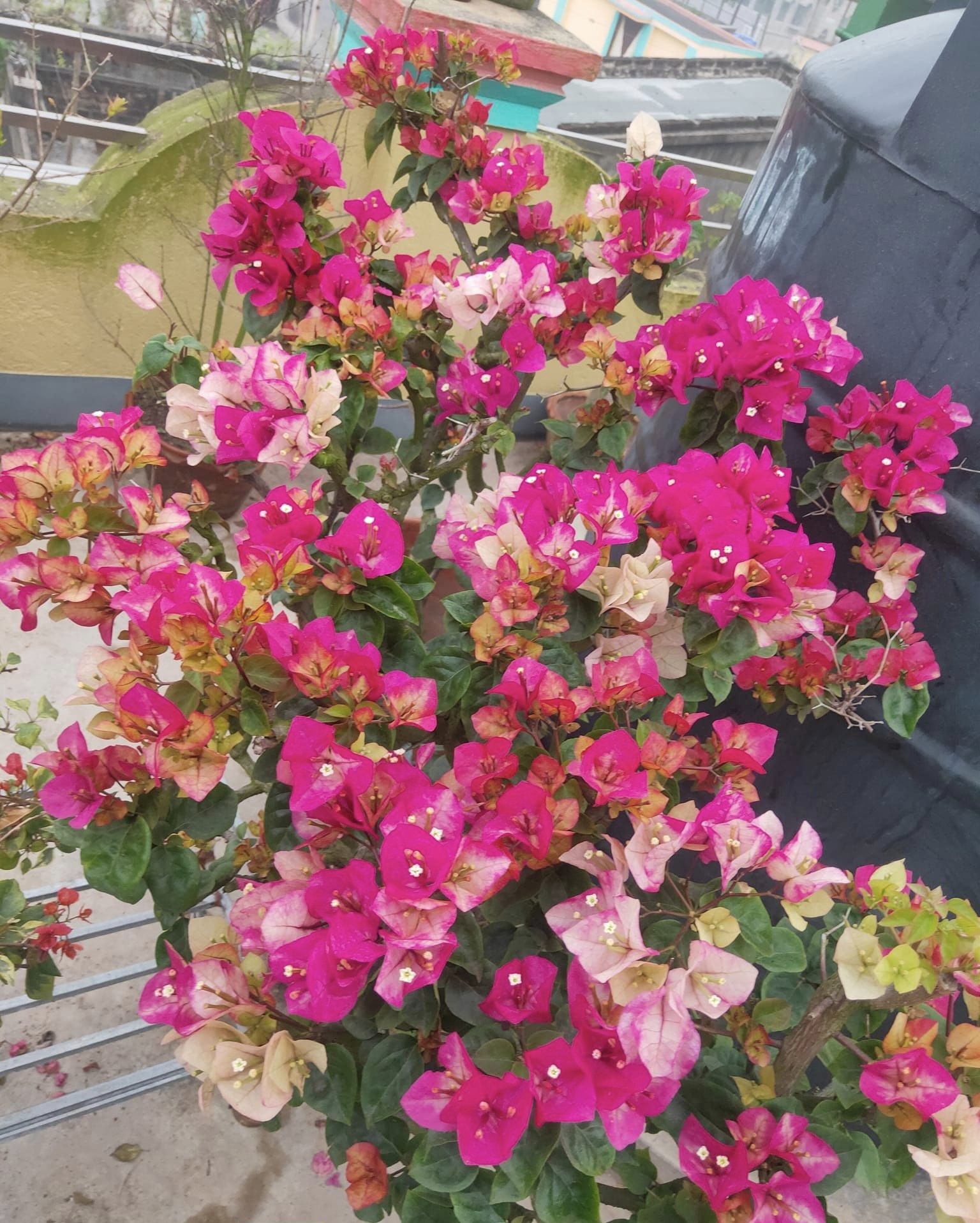 April 18, 2025 Indian Chitra Bougainvillea - dogargardenhub.com